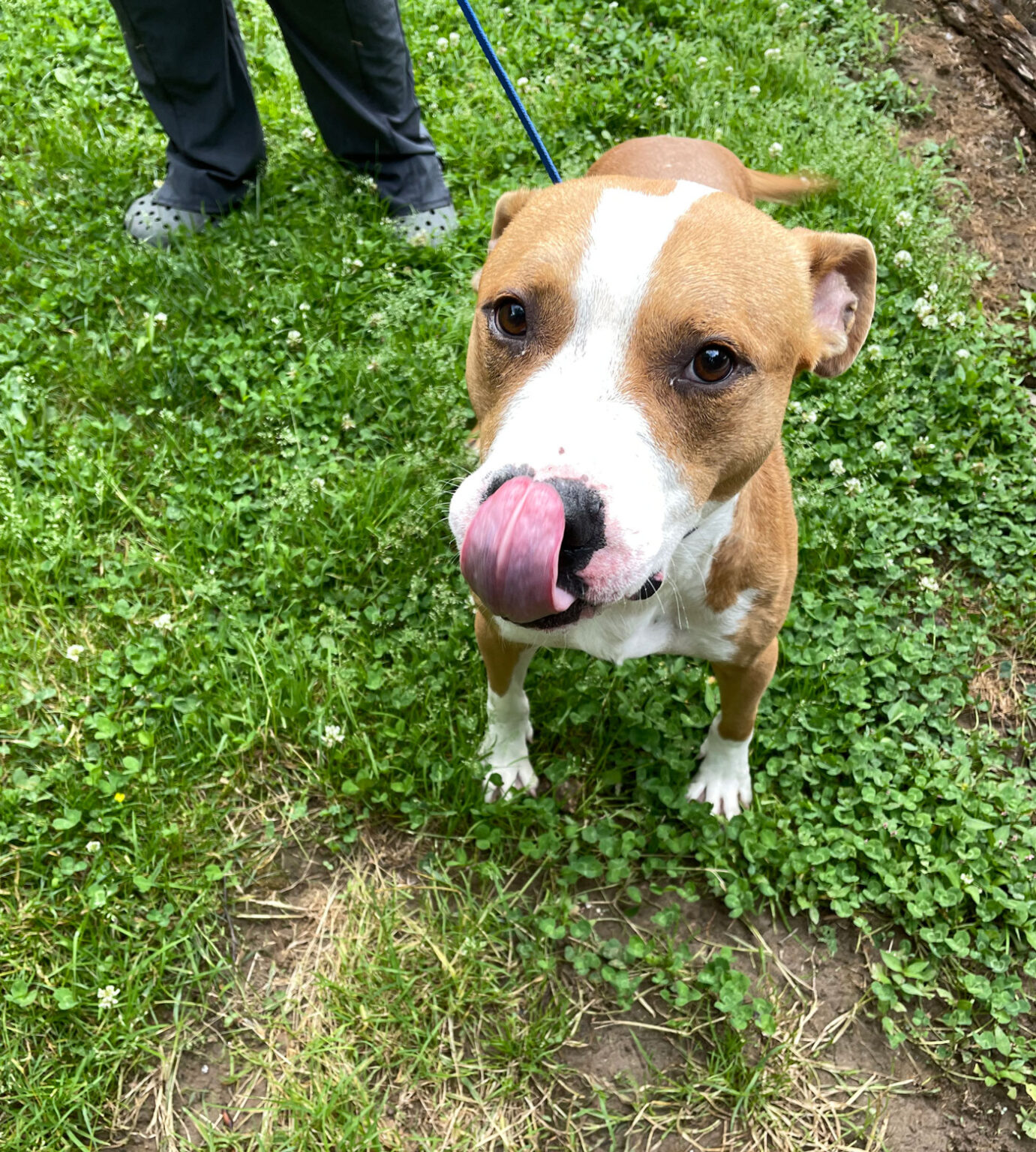 Found: Dog in Need of a Home – Now Available for Adoption – Eddystone ...